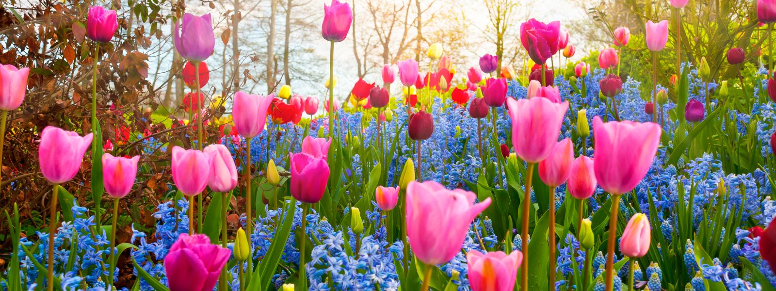 Het is lente! Ontdek de mooiste plekjes voor je tv-momenten | TV VLAANDEREN